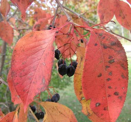 All Products: Nannyberry - 10 shrub bundle