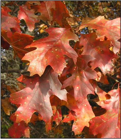 Deciduous Trees: Mixed Oak - 10 tree bundle