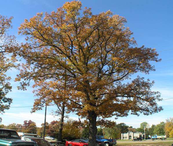 Deciduous Trees: Mixed Oak - 10 tree bundle