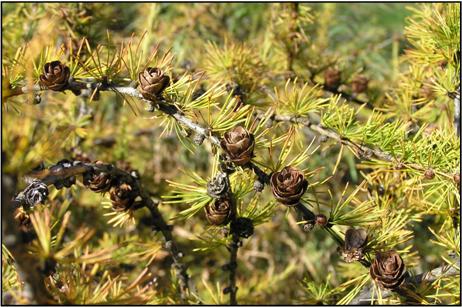 tamarack tree leaf